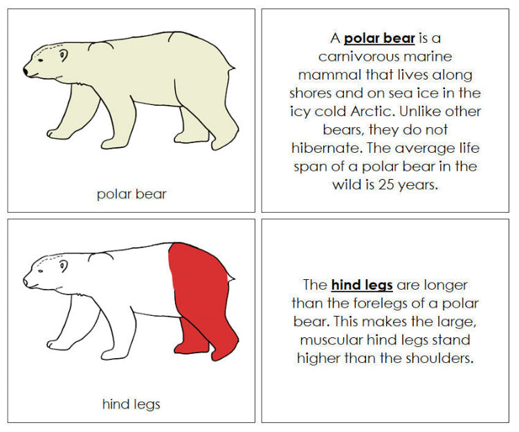 Polar Bear Nomenclature Book (red) - Montessori Print Shop