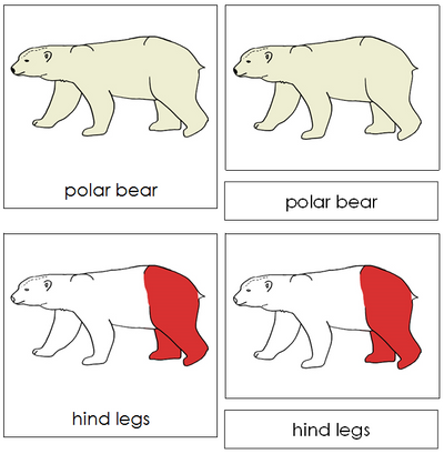 Polar Bear Nomenclature Cards (red) - Montessori Print Shop