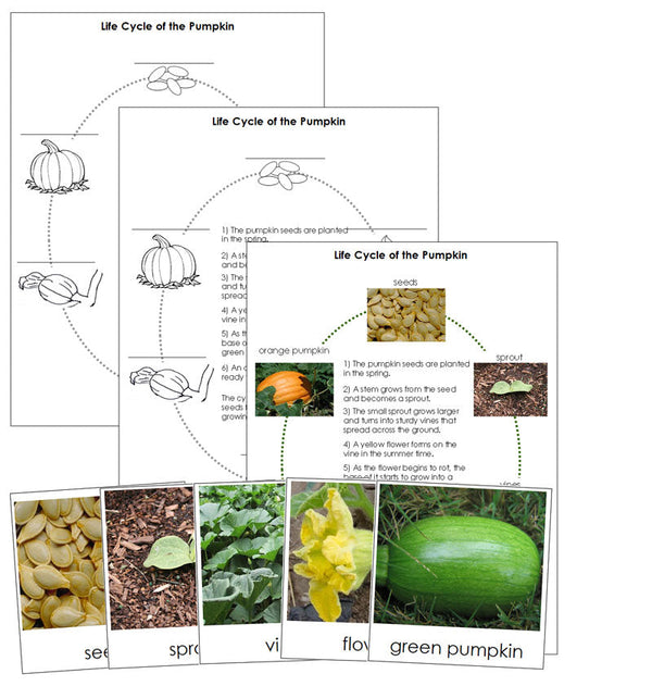 Pumpkin Life Cycle Nomenclature Cards - Montessori Print Shop