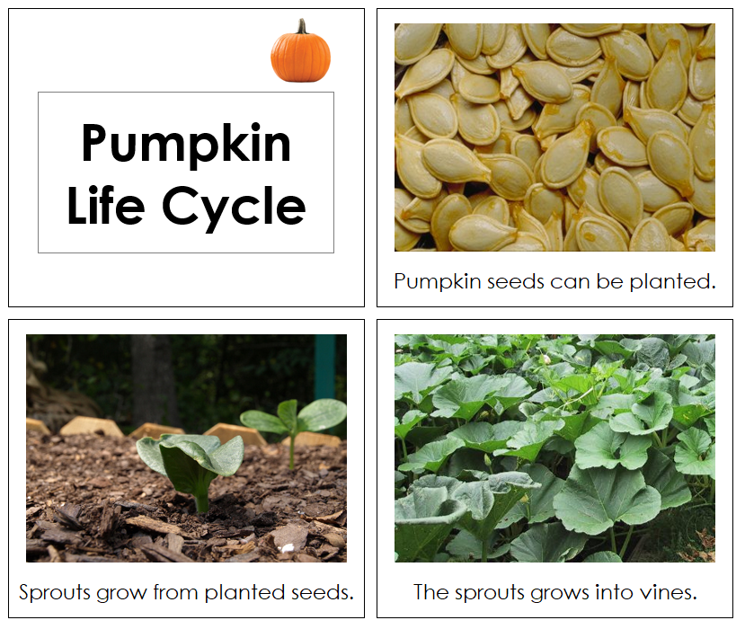 Toddler Pumpkin Life Cycle Book - Montessori Print Shop