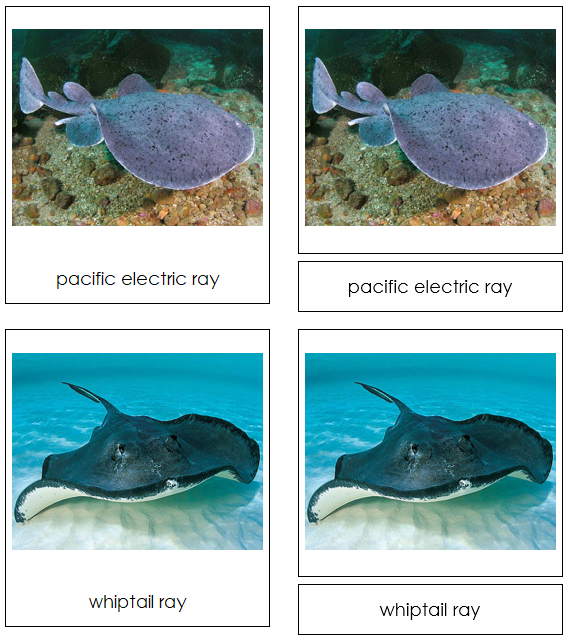 Difference Between Skates And Rays