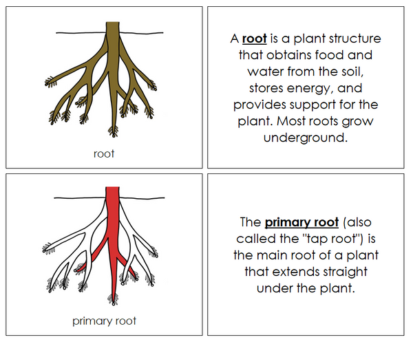 Root Nomenclature Book (red) - Montessori Print Shop