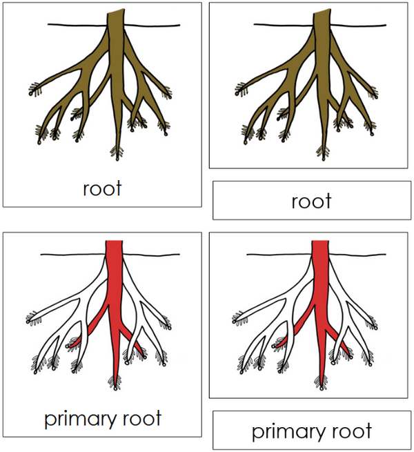 Parts of a Root Nomenclature Cards (red) - Montessori Print Shop ...