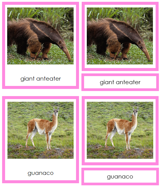 South America Deluxe Continent Bundle - Montessori Print Shop Digital ...
