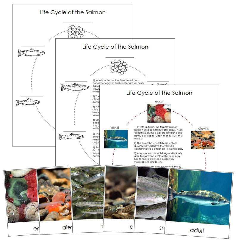 Salmon Life Cycle Nomenclature Cards - Montessori Print Shop