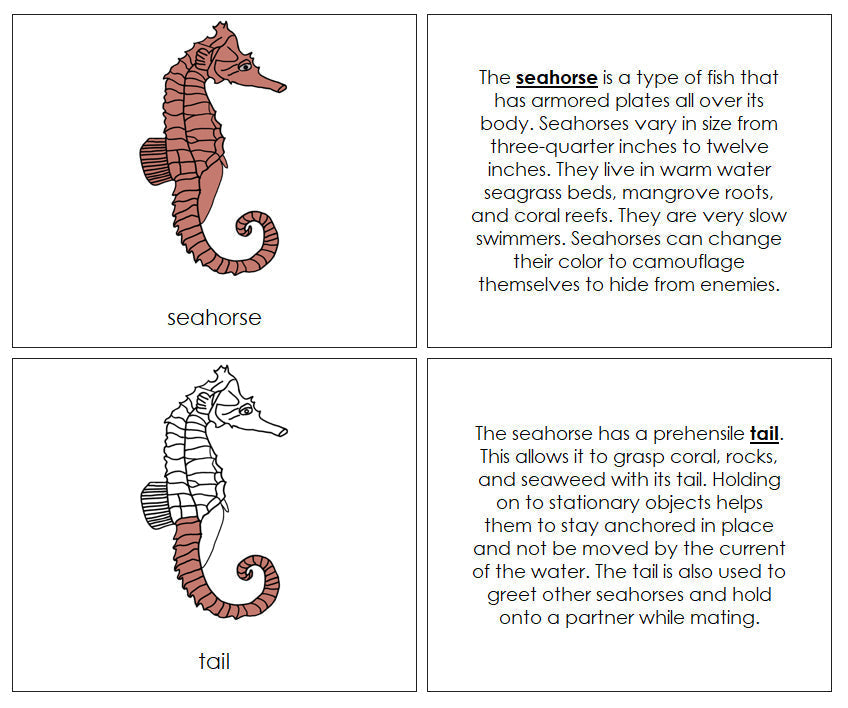 Seahorse Nomenclature - Montessori Print Shop