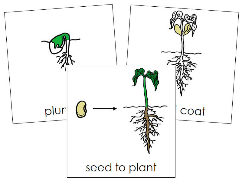 Seed to Plant Life Cycle Nomenclature Cards - Montessori Print Shop