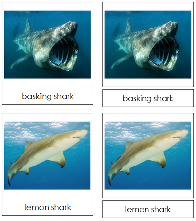 Sharks - Montessori Print Shop