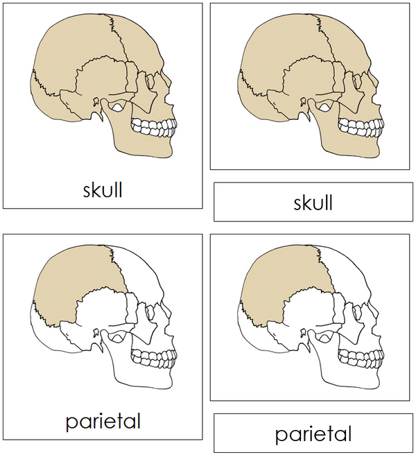 Skull Nomenclature Cards - Montessori Print Shop