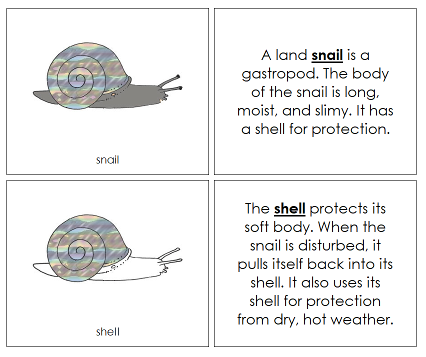 Zoology Nomenclature Bundle Set 2 - Montessori Print Shop Digital Download