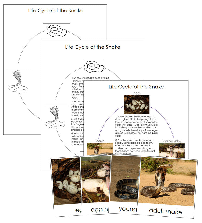 Snake Life Cycle Nomenclature Cards - Montessori Print Shop