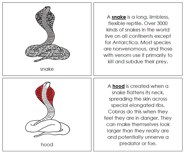 Snake Nomenclature Book (red) - Montessori Print Shop
