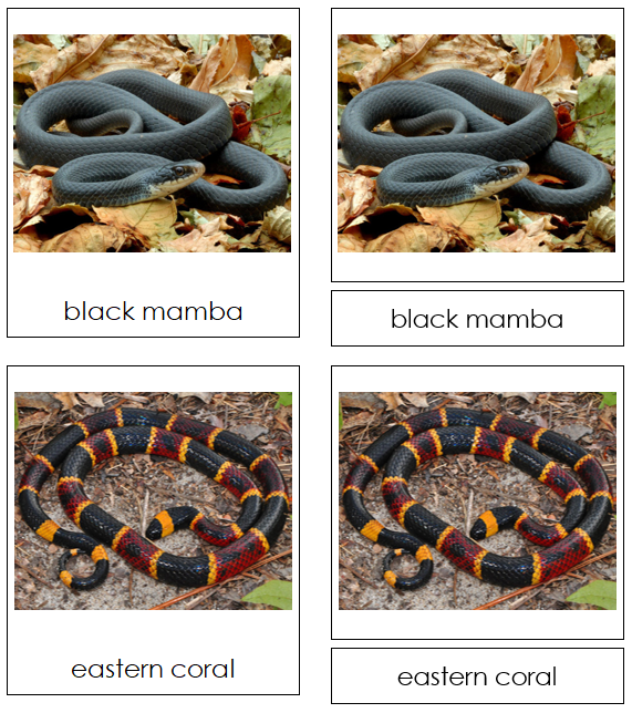 Snakes - Montessori Print Shop