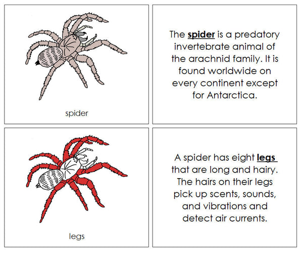 Spider Nomenclature Book (red) - Montessori Print Shop