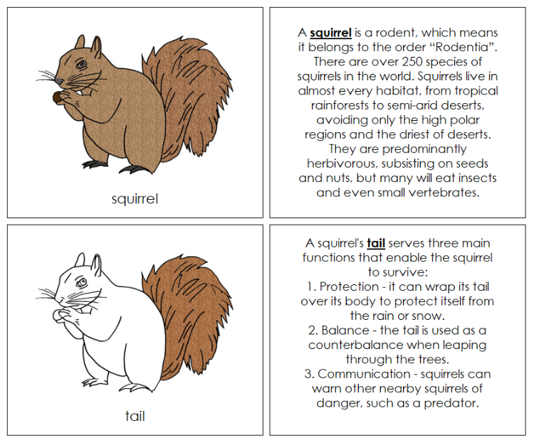 Squirrel Nomenclature Book - Montessori Print Shop