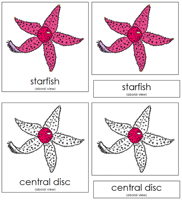 Starfish Nomenclature Cards - Montessori Print Shop