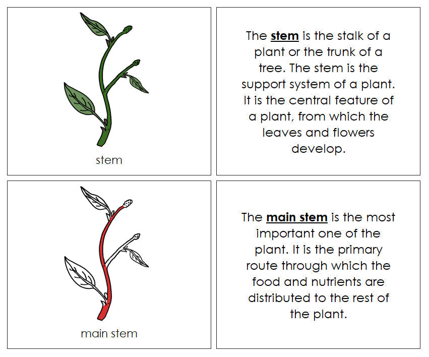 Botany Nomenclature Bundle Set 1 by Montessori Print Shop