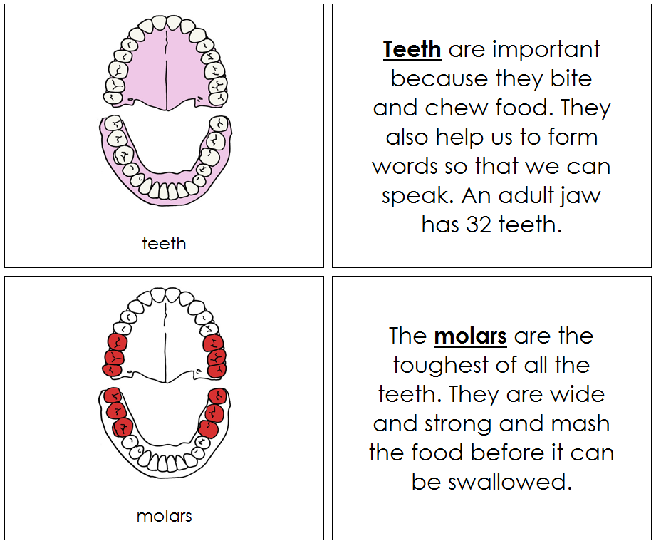 Teeth & Jaws Nomenclature Book (red) - Montessori Print Shop