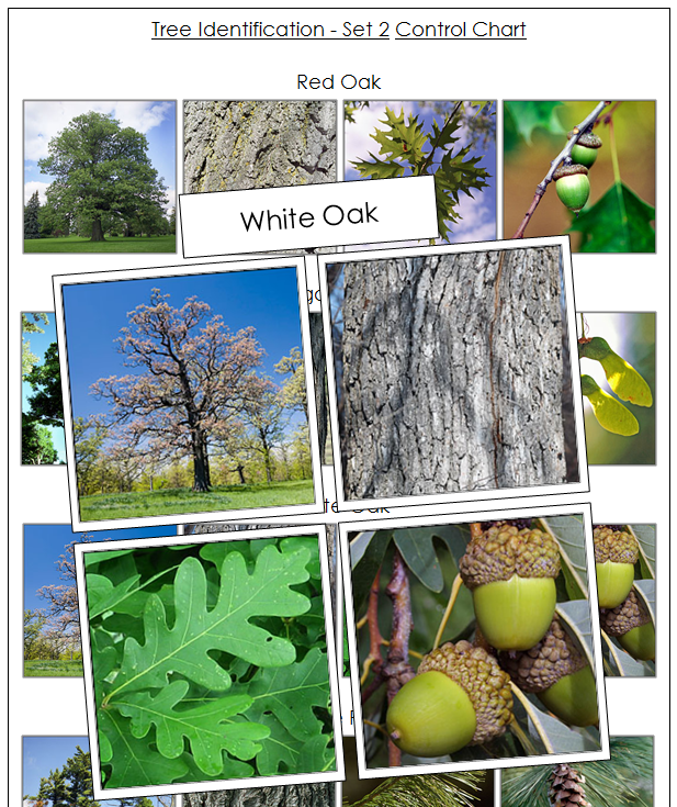 Tree Identification Cards(Set 2) - Montessori Print Shop