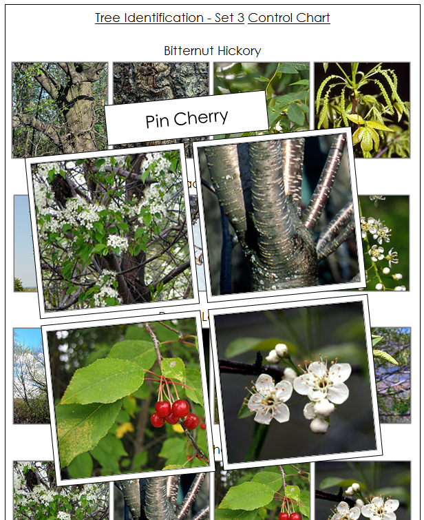 Tree Identification Cards (Set 3) - Montessori Print Shop