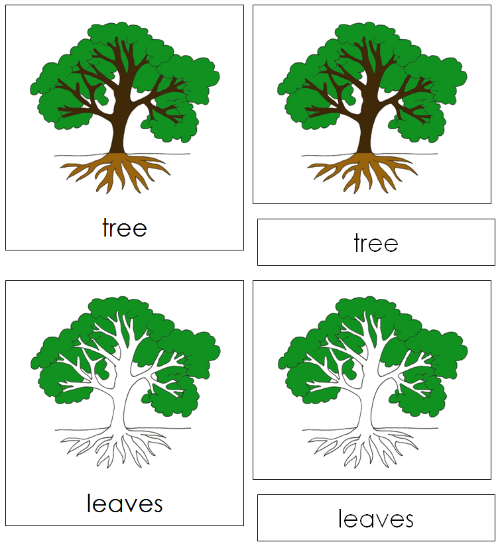 Parts of a Tree Nomenclature Cards - Montessori Print Shop Digital Download