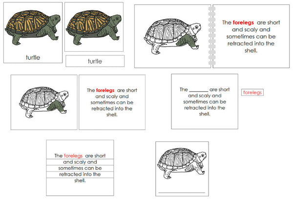 Turtle Definition Set (color) - Montessori Print Shop