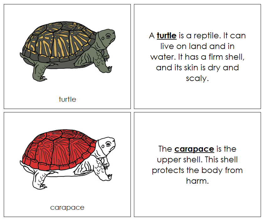 Zoology Nomenclature Bundle (Red) Set 1 - Montessori Print Shop Digital ...