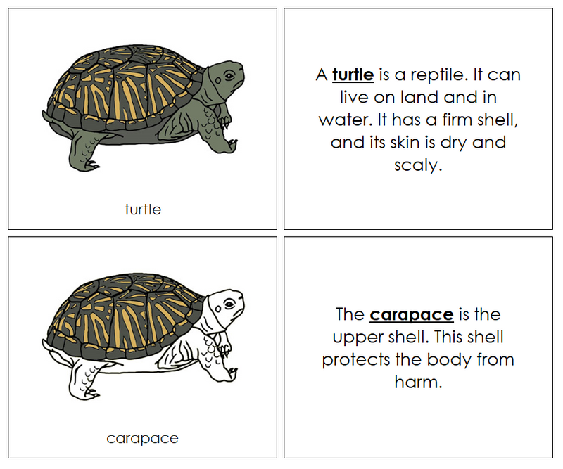 Zoology Nomenclature Bundle Set 1 - Montessori Print Shop Digital Download