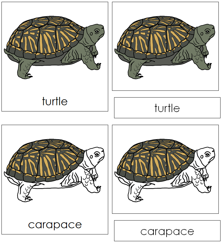 Turtle Nomenclature Cards - Montessori Print Shop