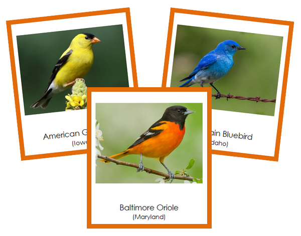 US State Birds (color-coded) - Montessori Print Shop