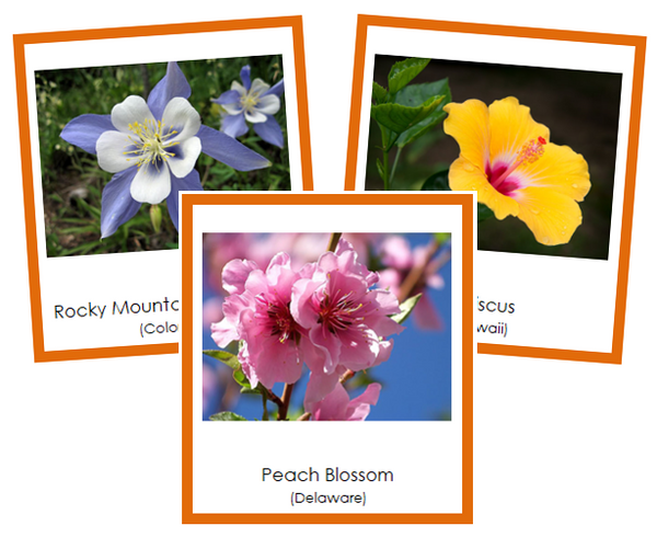 US State Flowers - Montessori Print Shop