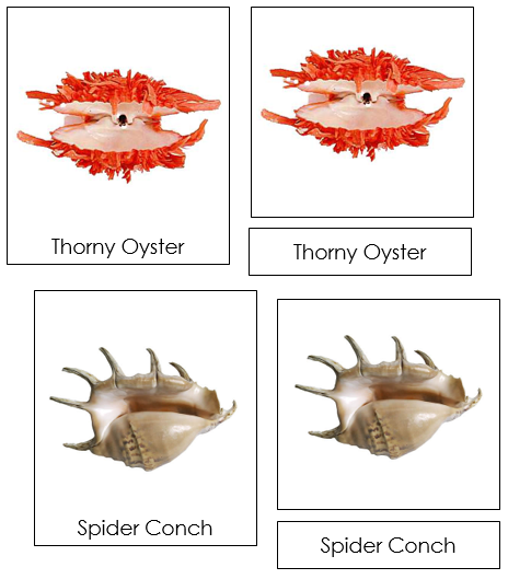 Univalve & Bivalve Shells - Montessori Print Shop Digital Download