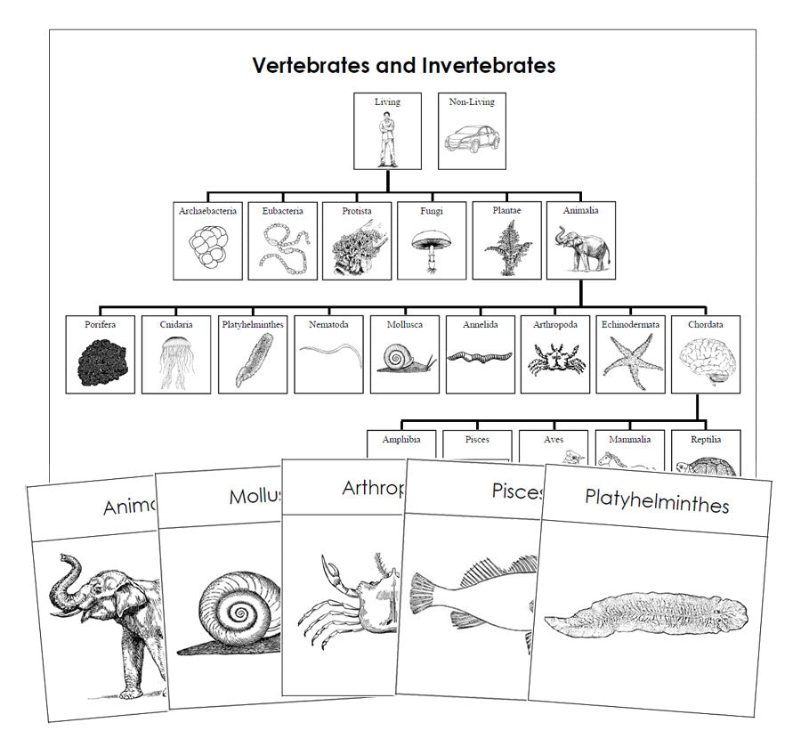 Vertebrates & Invertebrates - Montessori Digital Download - Montessori ...