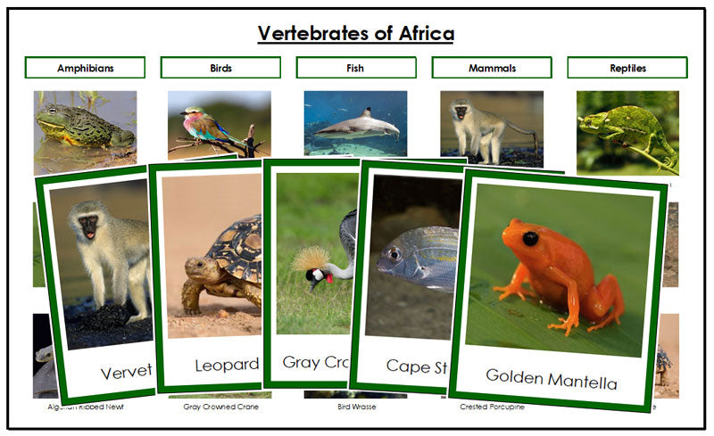 Montessori Animal Lessons - Montessori Print Shop