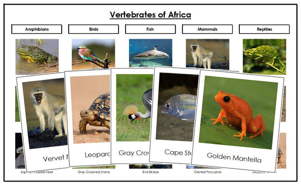 Africa Vertebrate Sorting - Montessori Print Shop