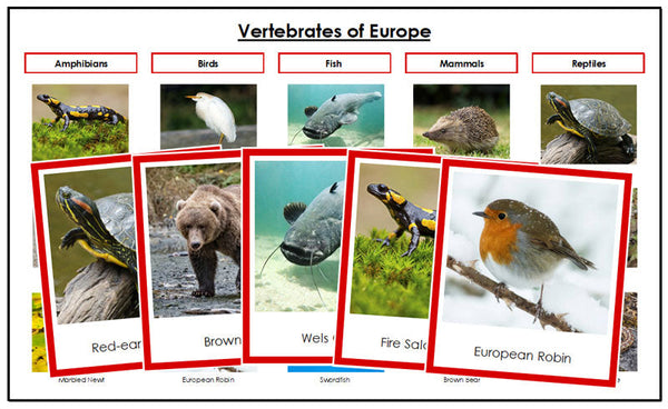 Vertebrates of the Continents Sorting Bundle (color-coded) - Montessori ...