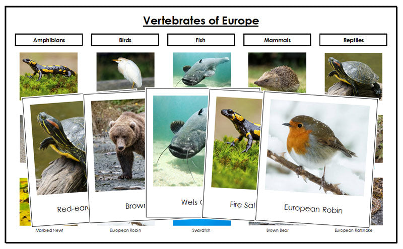 Vertebrates of the Continents Sorting Bundle - Montessori Digital ...