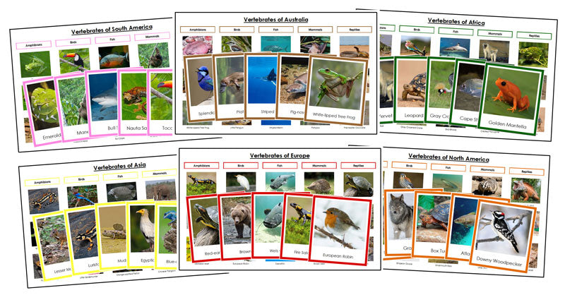 Vertebrates of the Continents Sorting Bundle (color-coded) - Montessori ...