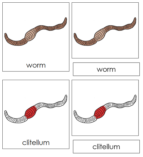 Worm Nomenclature Cards (red) - Montessori Print Shop