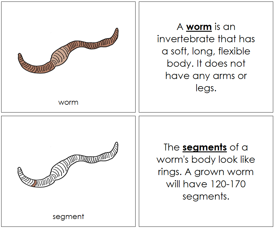 Zoology Nomenclature Bundle Set 2 - Montessori Print Shop
