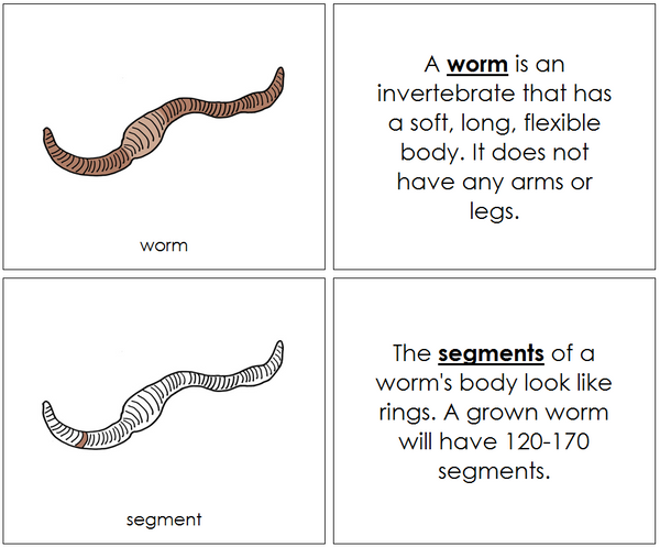 Zoology Nomenclature Bundle Set 2 - Montessori Print Shop Digital Download
