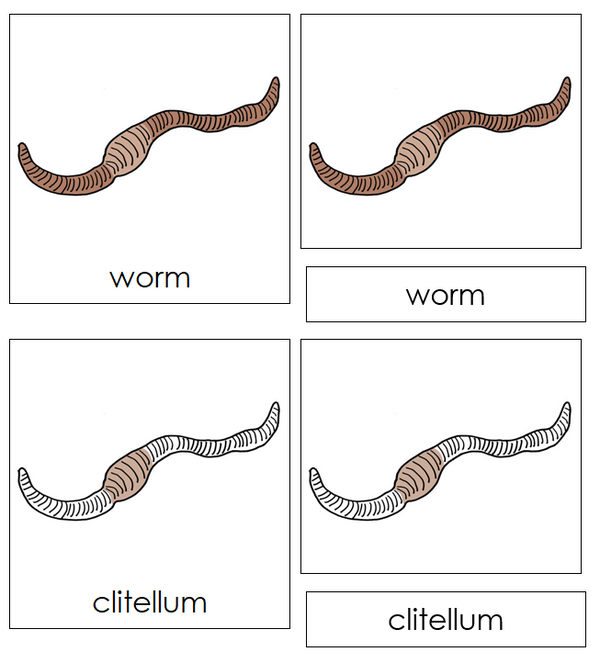 Worm Nomenclature Cards - Montessori Print Shop