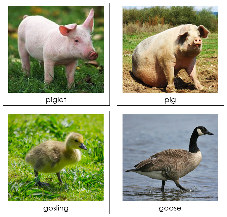 Toddler Young & Adult Animal Cards - Montessori Print Shop