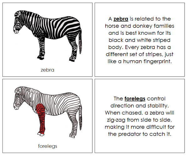 Zebra Nomenclature Book (red) - Montessori Print Shop