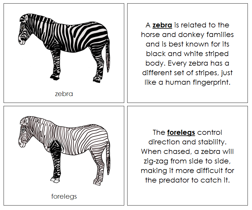 Zebra Nomenclature Book - Montessori Print Shop