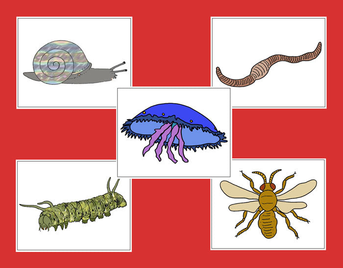 Nomenclature Bundles - Montessori Print Shop