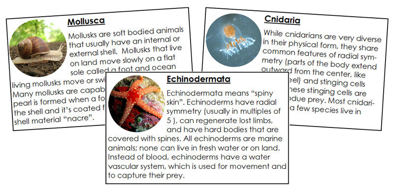 Animal Kingdom Charts & Cards - Montessori Print Shop