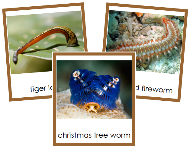 Animal Kingdom Cards - Montessori Print Shop