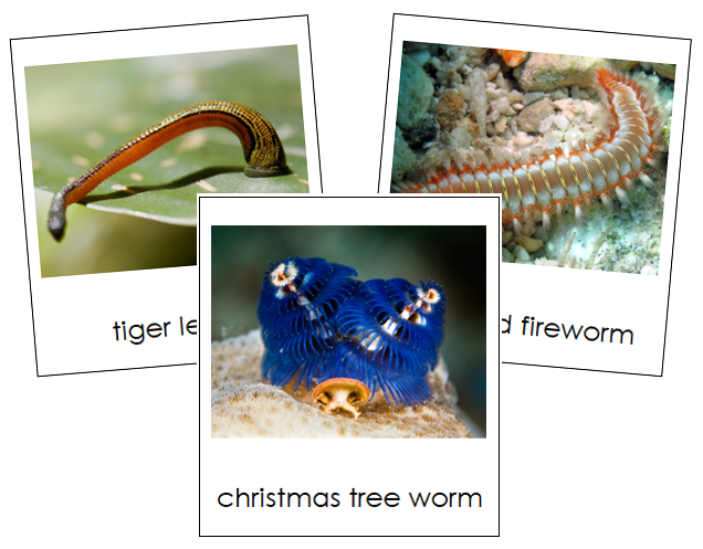Animal Kingdom Cards - Montessori Print Shop