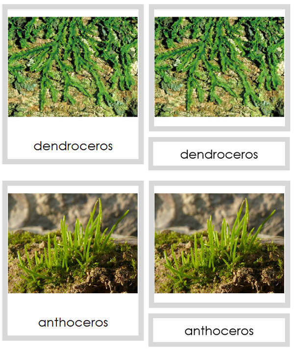 Types of Anthocerotophyta (color) - Montessori Print Shop